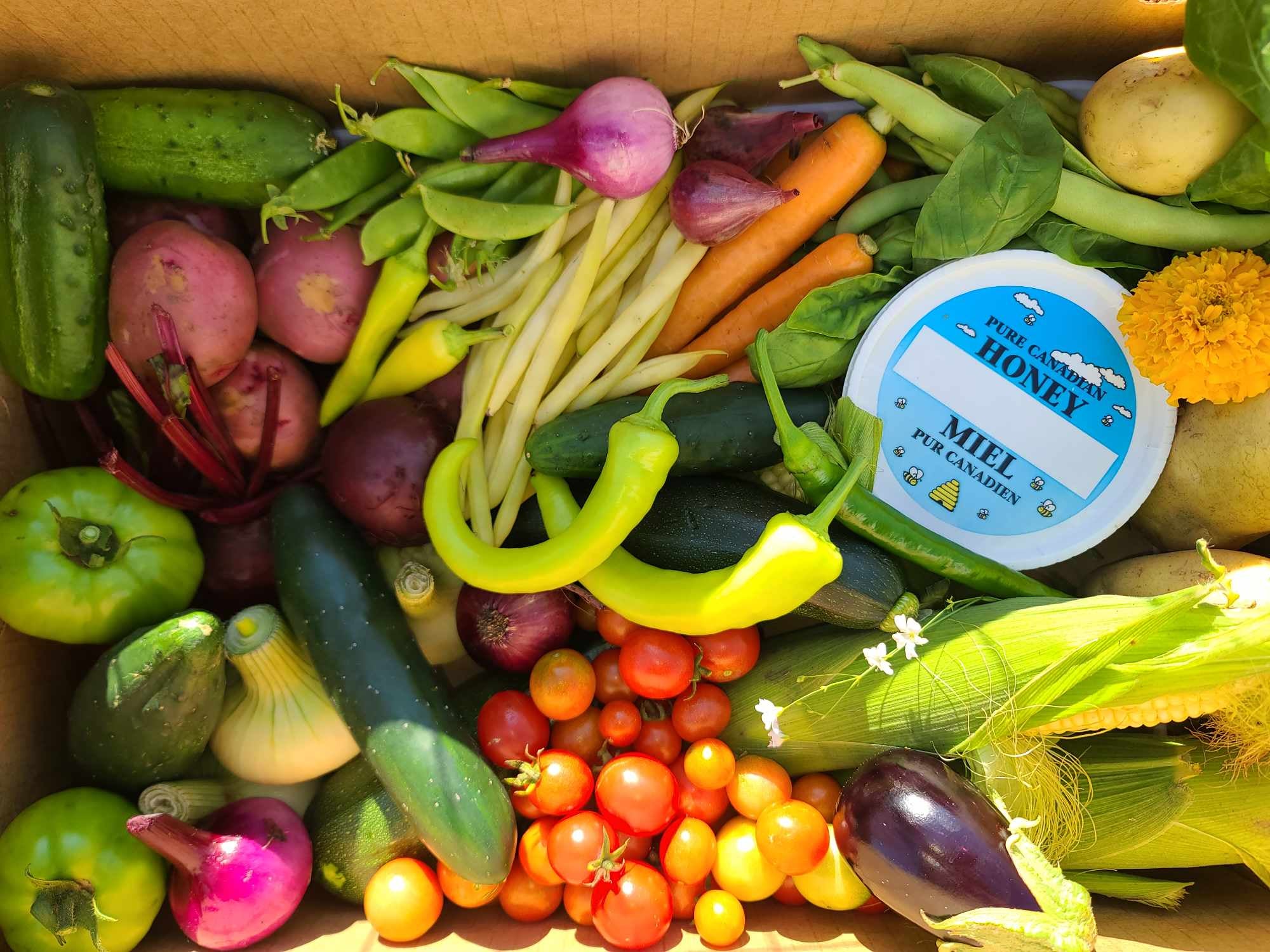 Variety Box | Flying Dust Market Garden Ltd.